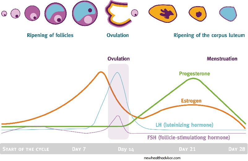 mentrual cycle | Get Fit. Go Figure!